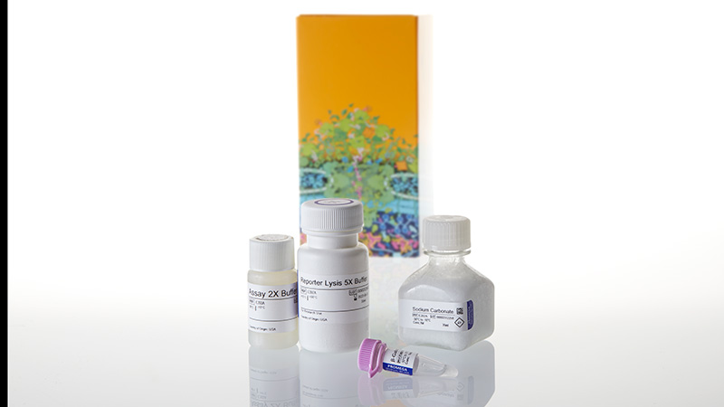 beta galactose enzyme