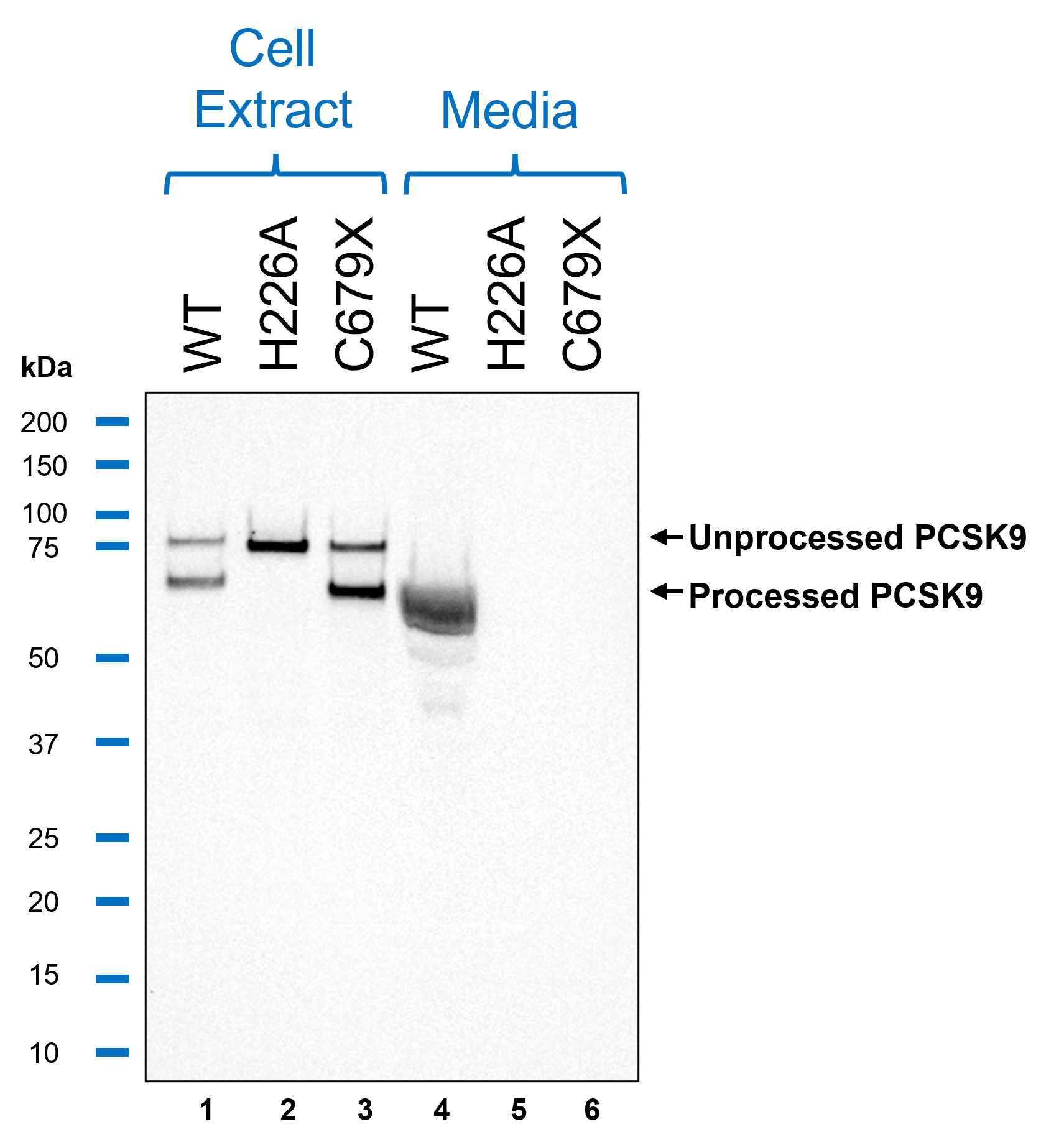 HiBiT-Based Detection of PCSK9 Secretion: A Powerful Tool for Protein ...