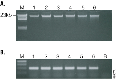 Maxwell® 16 Blood DNA Purification Kit