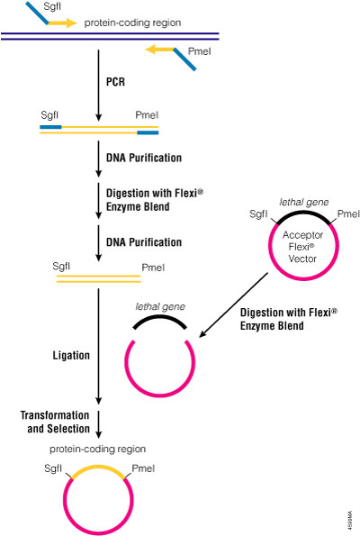 Cloning | An Introduction to Molecular Cloning Methods | Promega